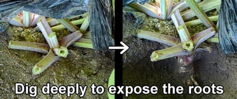 Burdock Root Harvest Time Growing Burdock Root From Seed Arctium Lappa Burdock How To Grow