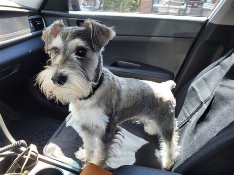 37 Cute Schnauzer Haircut Ideas All The Different Types And Styles
