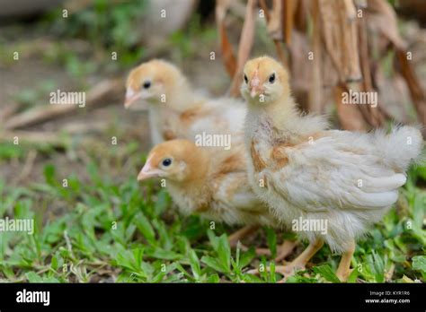 One Week Old Domestic Free Range Chicks Rhode Island Red Breed In A