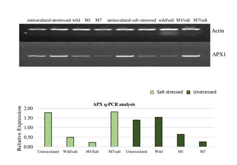 Semi Quantitative Rt Pcr Of Apx1 Transcripts In The Leaves Of The