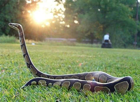Scoping Ball Python In Grass