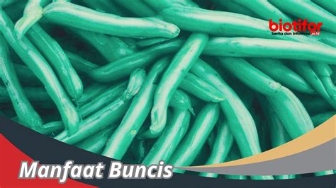 Manfaat Buncis Meningkatkan Kesehatan Dan Kesejahteraan