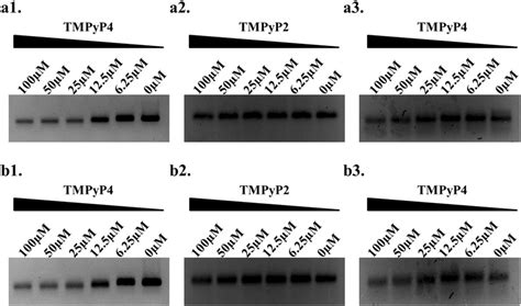 Primer Extension Assays Primer Extension Assay Shows A Decrease In The Download Scientific
