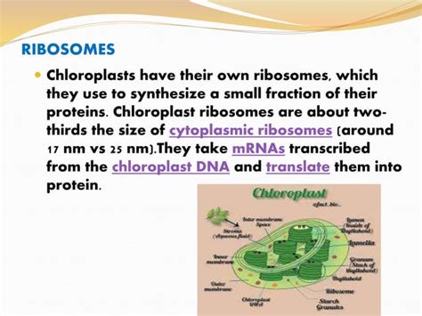 Structural Organization Of Chloroplast Pptx Biological Sciences