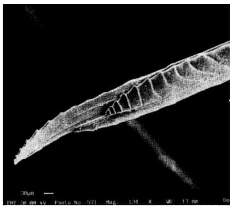 Biomimetics With Trade Offs