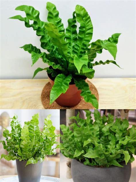 Папоротник Асплениум Криспи Вейв (Asplenium Crispy Wave) в 2024 г ...