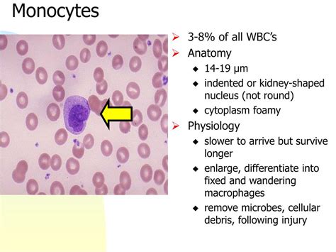 Ppt Ch 17 Wbc Morphology Powerpoint Presentation Free Download
