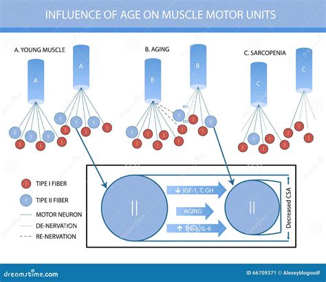 Endoderm Mesoderm And Ectoderm Vector Illustration Labeled Infographic