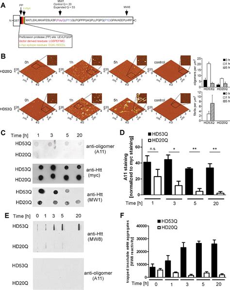 Hsp70 And Hsp40 Functionally Interact With Soluble Mutant Huntingtin Oligomers In A Classic Atp