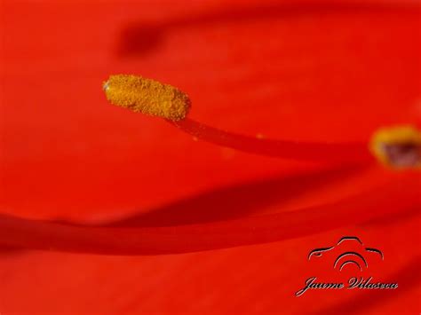 Jaume Vilaseca El Sexo De Las Flores