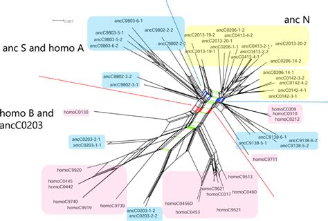 Phylogenetic Network Among Concatenated Data Of The 10 Est Sequences Of Download Scientific