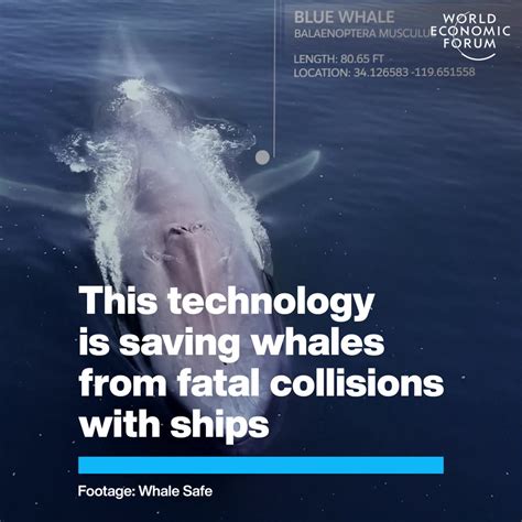 Whale Safe The Tech That Can Prevent Ship Collisions With Whales World Economic Forum