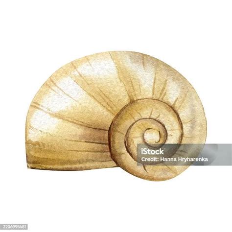 수채화 나선형 쉘 그림입니다 바다 장식 해안 수집 여름 공예품을 위한 황금 암모나이트 해양 요소 가리비에 대한 스톡 벡터 아트 및 기타 이미지 Istock