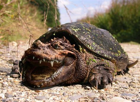 253 Best Alligator Snapping Turtle Images On Pholder Natureismetal