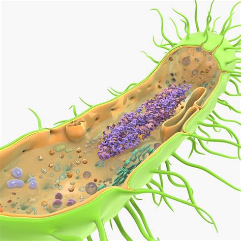 Prokaryotic Cell Model 3d