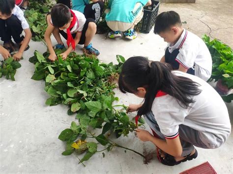 吴良小学食润童心 豆趣横生