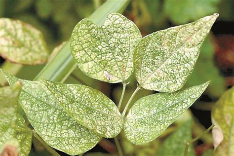 3 важни неприятеля в лехите за периода Български Фермер