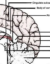 External Label Layout Styles Orthogonal Left And Circular Layouts