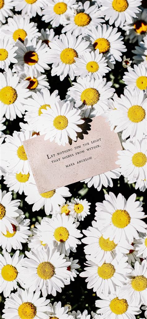 20 Excellent Daisy Flower Wallpaper Aesthetic You Can Save It At No Cost Aesthetic Arena