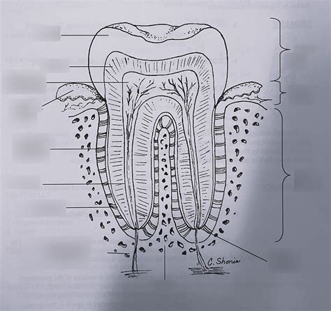Structure Of A Tooth Lab Diagram Diagram Quizlet