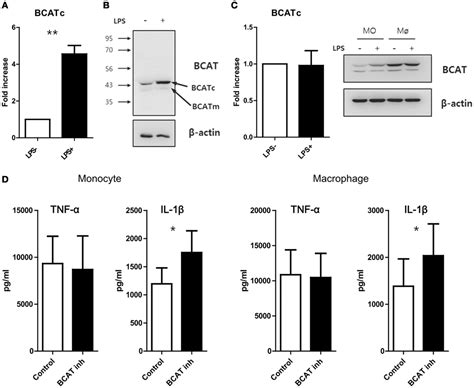 Frontiers Role Of SLC7A5 In Metabolic Reprogramming Of Human Monocyte