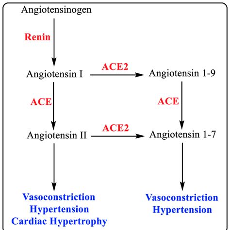 Reaction Catalyzed By Angiotensin Converting Enzyme Ace Download Scientific Diagram