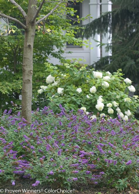 Lo And Behold Blue Chip Butterfly Bush Buddleia