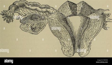 This 1906 Manual Details The Procedures And Techniques Of Post Mortem Examinations Providing