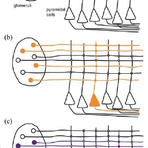 Pyramidal Neurons In The Piriform Cortex Associate Patterns Of Mitral