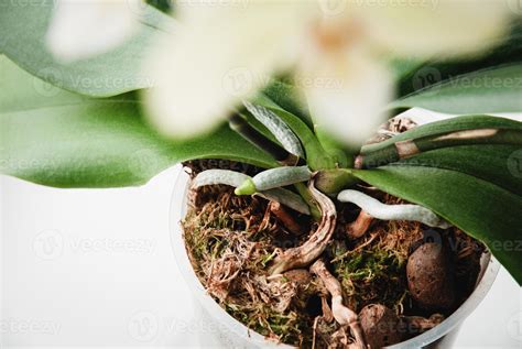 Blooming Moth Orchid Growing New Root Phalaenopsis Orchids Care