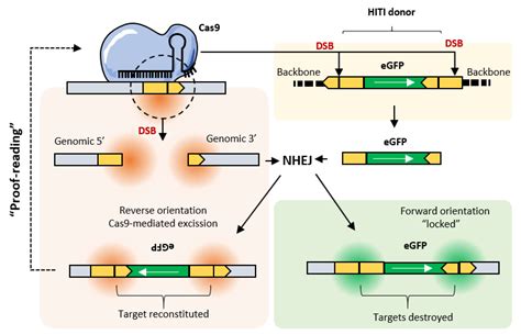 Synthetic Virus Derived Nanosystems Svns For Delivery And Precision Docking Of Large