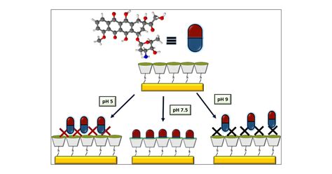 Structural Distortion Of β Cyclodextrin Plays A Key Role In The Ph Dependent Host Guest