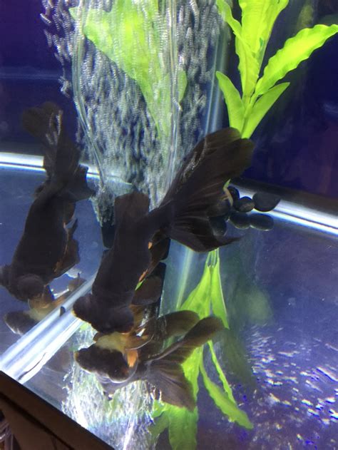 Breeding Tubercles Fishybutts