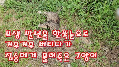 묘생 말년을 한쪽눈으로 겨우겨우 버티다가 짐승에게 물려죽은 고양이 Youtube