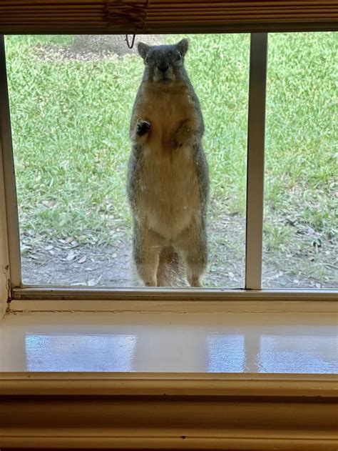 Good Morning Squirrel Rsquirrels