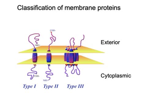 Biochemistry Protein Sorting Flashcards Quizlet