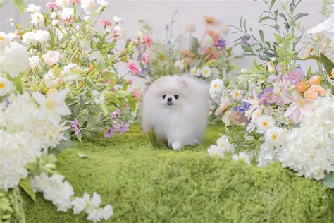 퐁 🎂 ♡ ʜᴀᴘᴘʏ ʙɪʀᴛʜᴅᴀʏ ♡ 🎂 언제나 사랑스러운 공주 ︎ 항상 잘 먹고 잘 자고 크게 아픈 곳 없이 건강해