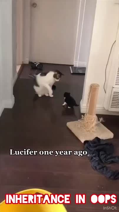 Oop Inheritance In Oop Justin Varghese🚀 Posted On The Topic Linkedin