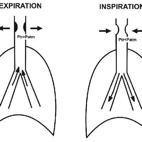 Spirometry With Flow Volume Loop Showing Box Pattern Suggestive Of Download Scientific