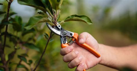 Proper Pruning Practices Anchor Tree Service