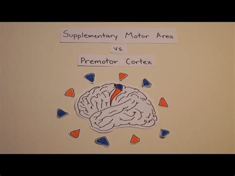 Supplementary Motor Area Vs Premotor Cortex YouTube