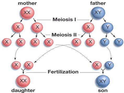 Sex Linked Traits Ppt