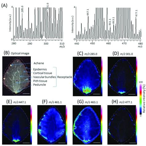 Matrix Assisted Laser Desorption Ionization Maldi Tandem Mass Download Scientific Diagram