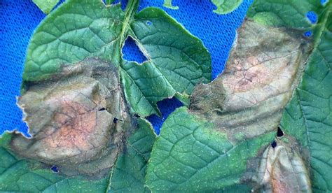 How To Prevent Late Blight Tomato Blight Artofit