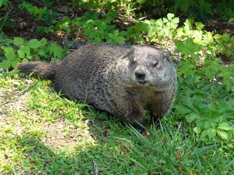 Animals In Connecticut Animals Around The Globe
