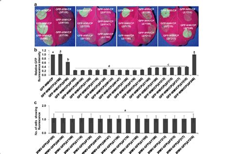 Effects Of π Stackings On Cp Accumulation And Cell To Cell Movement Of