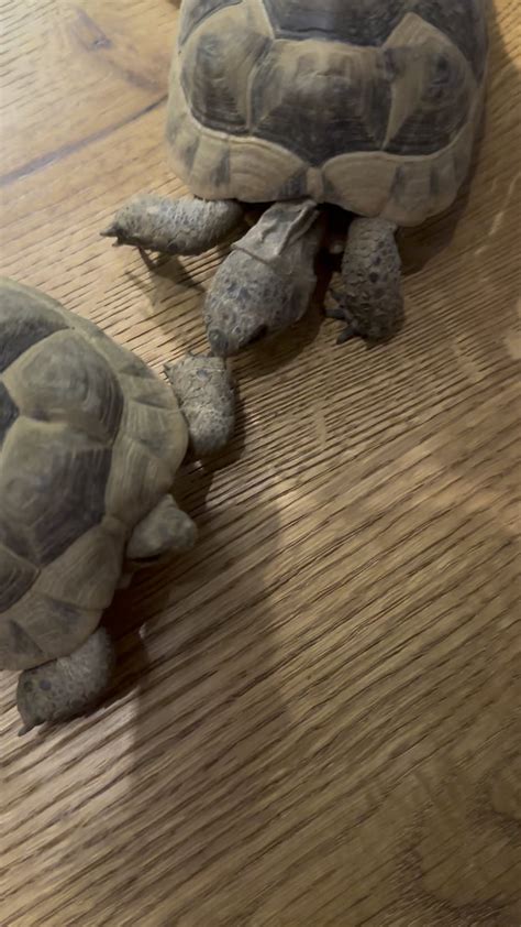 Weird Behavior Rtortoise