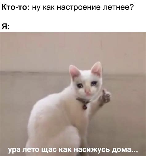 Коты с пальцами вверх картинки и фото Koshka Top