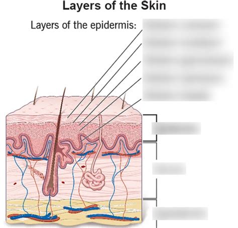 Skin Layers Diagram Quizlet