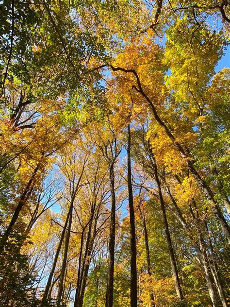 Pretty Tall Fall Foliage Trees In Early November Stock Image Image Of Foliage Orange 260554235